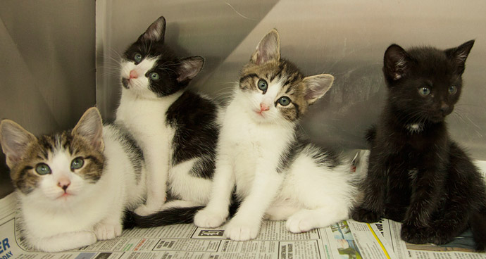 Animal Care Education for School Teachers | SPCA Education
