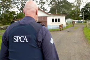 Body camera footage used by an SPCA to nail offenders. | SPCA Education